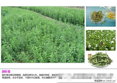 高甜度的天然甜味剂甜叶菊 绿宝园林网