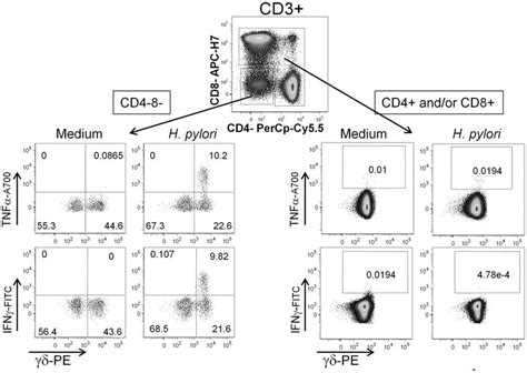 Cd T Cells Activation Cd T Cells Produce Cytokines After Co Culture