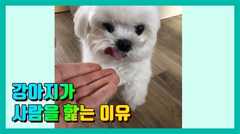 핥는 강아지 혼내야 할까요 핥는이유 Youtube