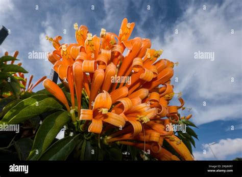 Fire Vine Fire Bignonia Pyrostegia Venusta Also Known As Flame Wine
