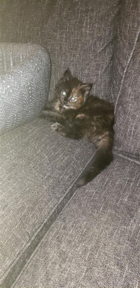 Kitten Daisy R Tortoiseshellcats