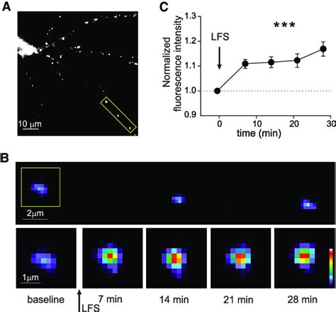 Enhanced Gephyrin Clustering During Iltp A Representative