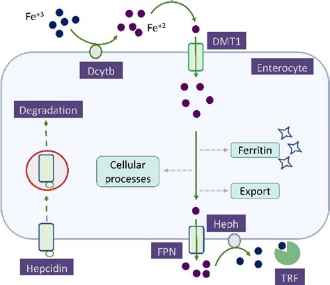 Figure 1 From Iron Dysregulation In Cardiovascular Diseases Semantic