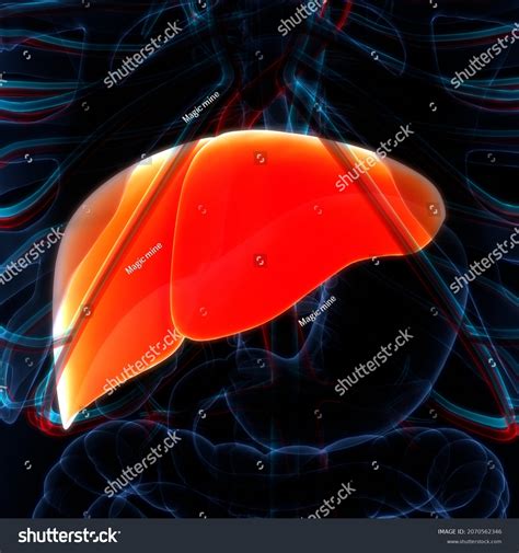 인간 내부 소화기관 간 해부학3d 스톡 일러스트 2070562346 Shutterstock