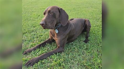 Blytheville K9 Receives Body Armor Donation
