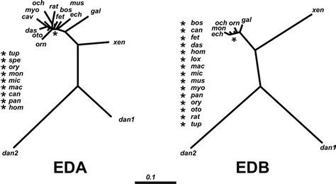 New Insights Into Form And Function Of Fibronectin Splice Variants Pmc