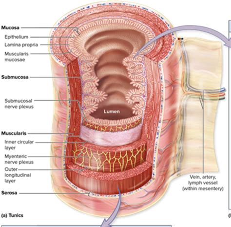 Digestive System Flashcards Quizlet