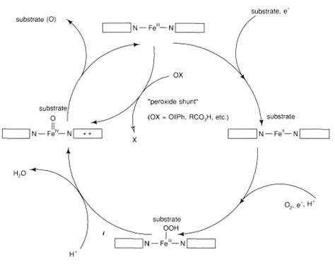 56 Monooxygenases Chemistry Libretexts