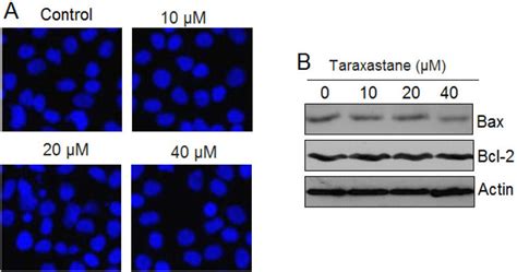 A Dapi Staining Showing The Induction Of Apoptosis In The Human Dotc2
