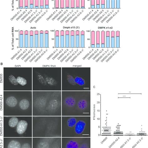 Effects Of Ctgcagn Repeat Excision On Nuclear Dmpk Rna Retention In