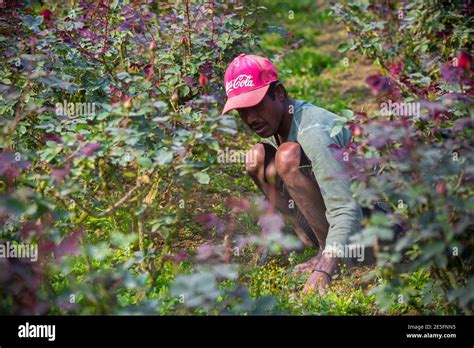 Bangladesh February 06 2020 A Farmer Is Busy Clearing Weeds At The
