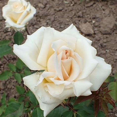 Rosa Tea Ducrot Rose Garden