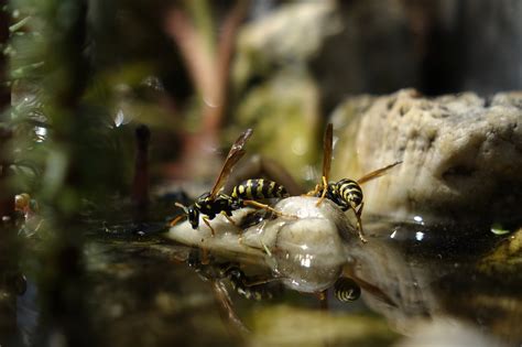 Field Wasps Insect Free Photo On Pixabay Pixabay