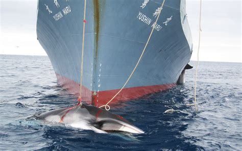 日本の調査捕鯨検討強化でIWCが合意 写真1枚 国際ニュースAFPBB News