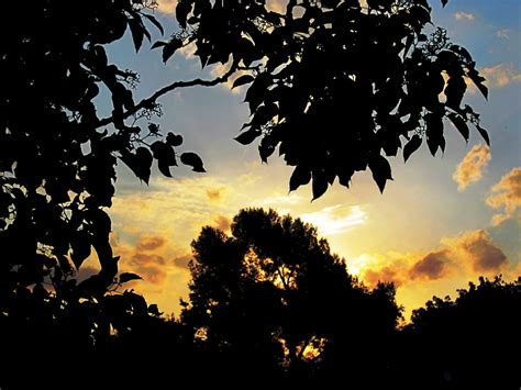 Darmowe Zdjęcia drzewo Natura gałąź sylwetka lekki Chmura