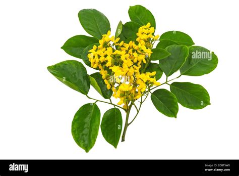 Pterocarpus Indicus Willd Fotos Und Bildmaterial In Hoher Auflösung