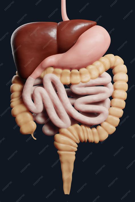 Premium Photo Large And Small Intestine Isolated On White Human
