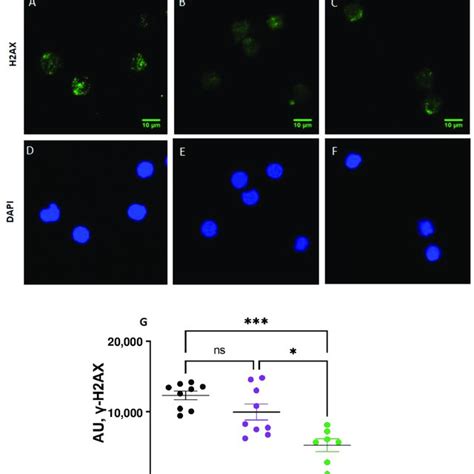 Activation Of The Dna Damage Response Determined By γh2ax Activity Was