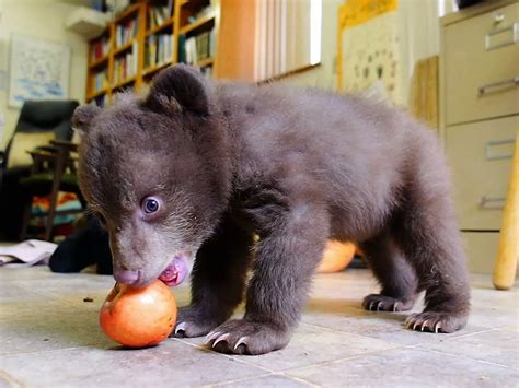 Cute Baby Black Bear