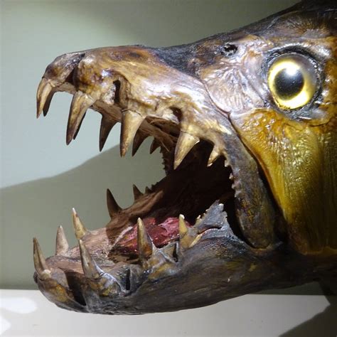 Proantic Fearsome Goliath Fish