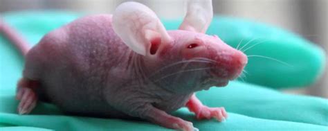 裸小鼠繁殖生产常采用什么方法 运富春