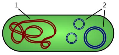Plasmideo Png