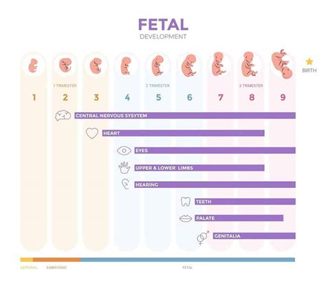The Ivf Timeline From Consultation To Conception Bangkok Central Clinic
