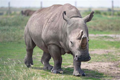 Northern White Rhino Embryo Created To Help Functionally Extinct