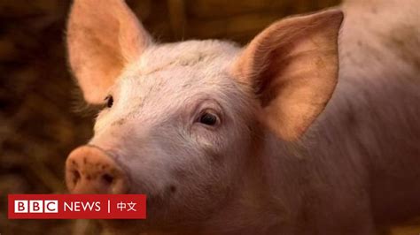 Bbc News