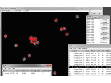 Count Nuclear Foci Imagej Light Microscopy Core Facility