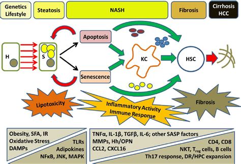 Evolving Concepts In The Pathogenesis Of Nash Beyond Steatosis And