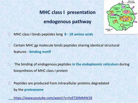 Ppt 9 Natural Killer Cells Their Characteristics And Function Interferons Powerpoint