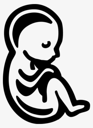 Fetal Development Illustration Medical And Educational Resource