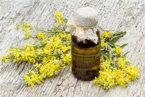 Uses For Mullein Herbs How To Use Mullein Plants In The Garden