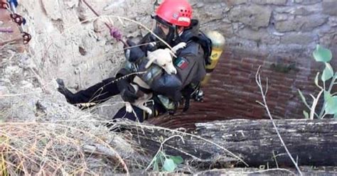 Rescatan A Perrito Que Cayó A Un Pozo