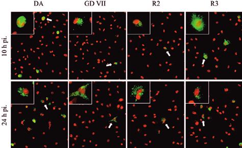 Detection Of Viral Capsid Antigens By Immunofluorescence Cell Nuclei