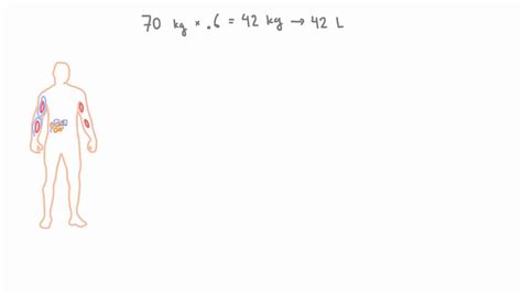 Intracellular And Extracellular Compartments Youtube