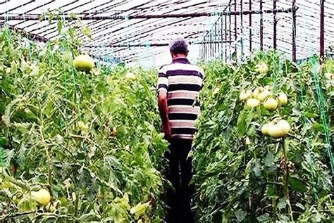 Колкава е просечната старост на македонскиот земјоделец Зелена Берза