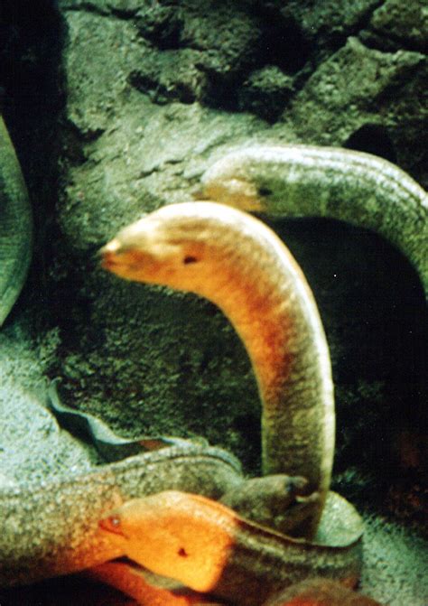 Looking For The Bestiality Researcher Literotica Discussion Board