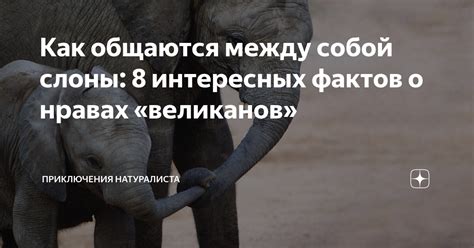 Как общаются между собой слоны: 8 интересных фактов о нравах «великанов ...