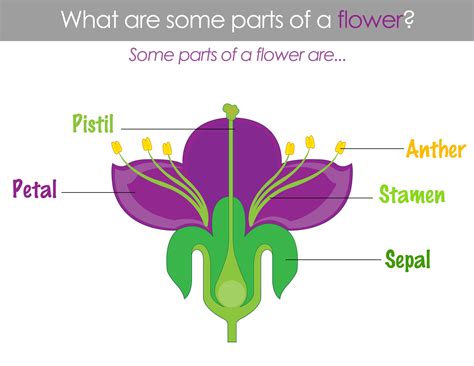 Out Of This World Parts Of A Flower Ditto Coloring Pages