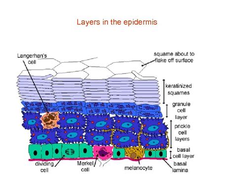 Stratum Corneum How Does Your Body Keep