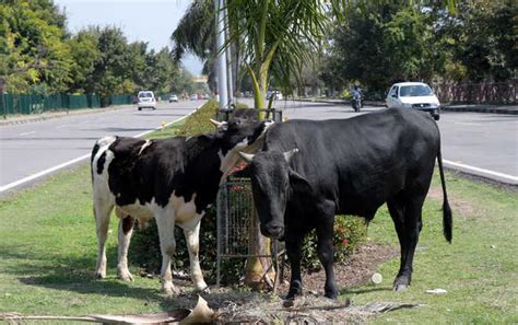 No End To Stray Cattle Menace In Mohali The Tribune