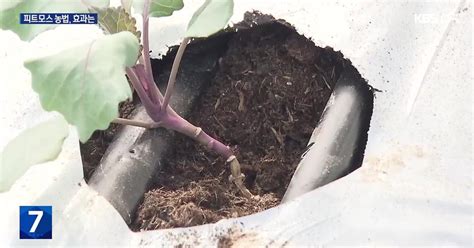 피트모스 상토 보급 확대비닐하우스 연작피해 감소