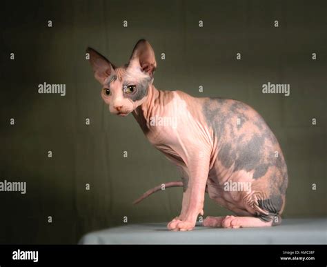 Calico Sphynx Cat