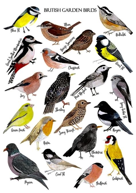 Birds Of Illinois Backyard Birding Identification Picture Print Great