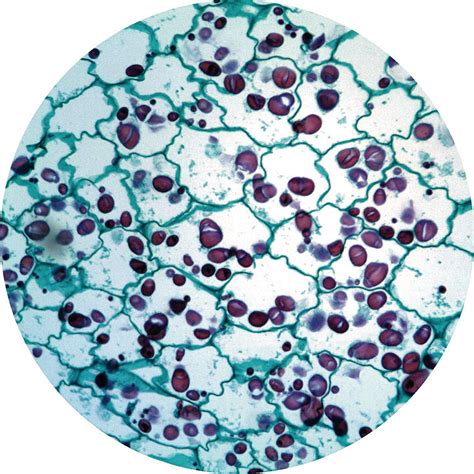 Microscope Slide In Cell At Jessica Nicosia Blog