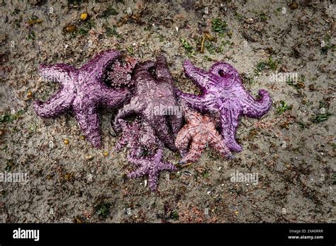 Large And Small Purple Starfish In A Cluster On A Wet Sandy Beach Stock Photo Alamy
