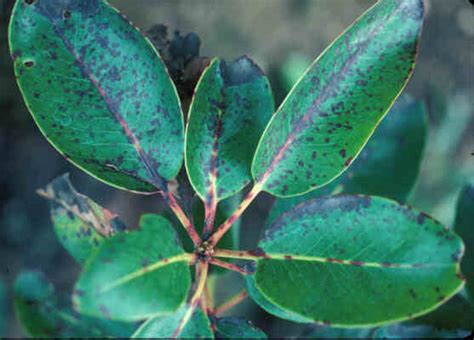 Common Diseases Leaf Spots And Blights Hortsense Washington State