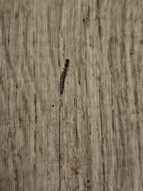 Portland Oregon R Whatsthisbug